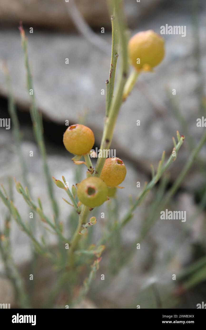 Poet's Cassia (Osyris alba) Plantae Stock Photo - Alamy
