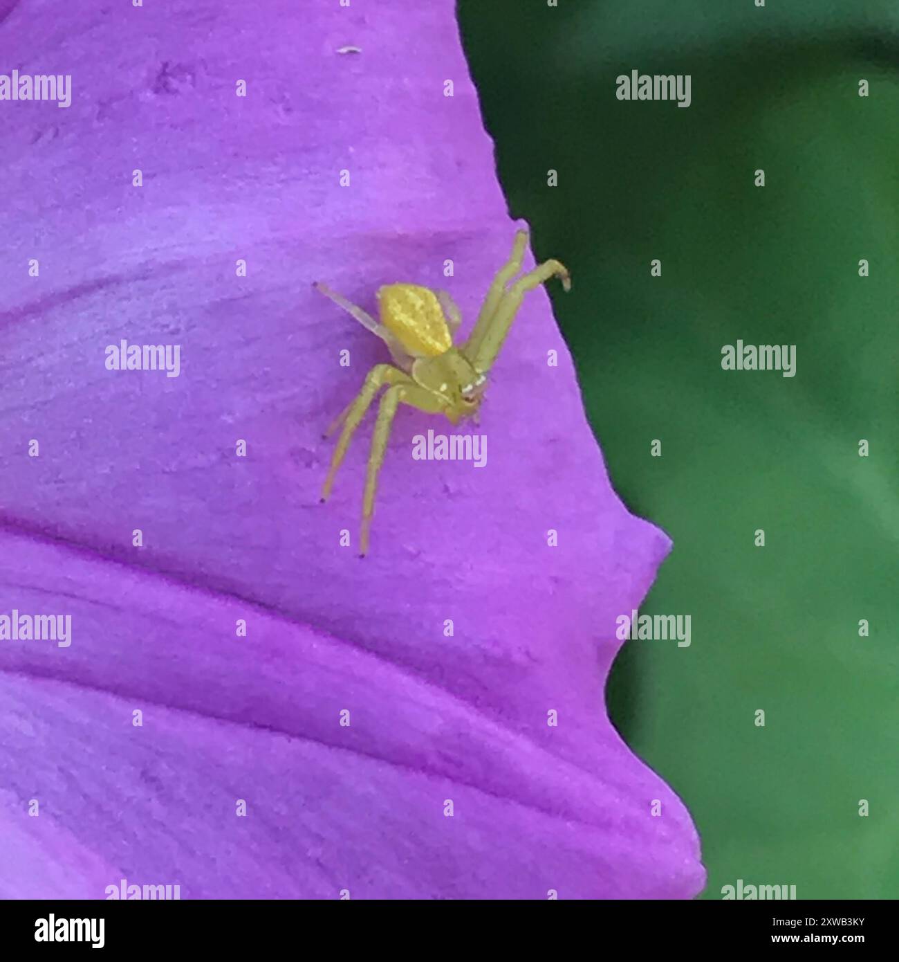 Crab Spiders (Thomisidae) Arachnida Stock Photo - Alamy