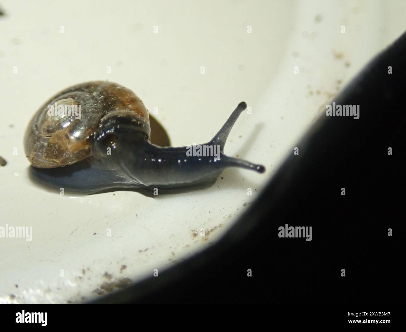 Typical Glass Snails (Oxychilus) Mollusca Stock Photo - Alamy