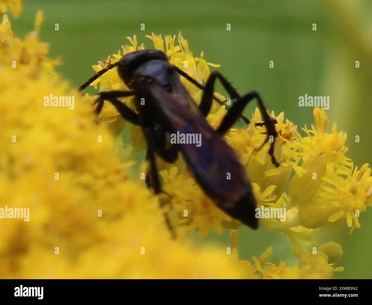 Tarantula-hawk Wasps and Allies (Pepsini) Insecta Stock Photo - Alamy