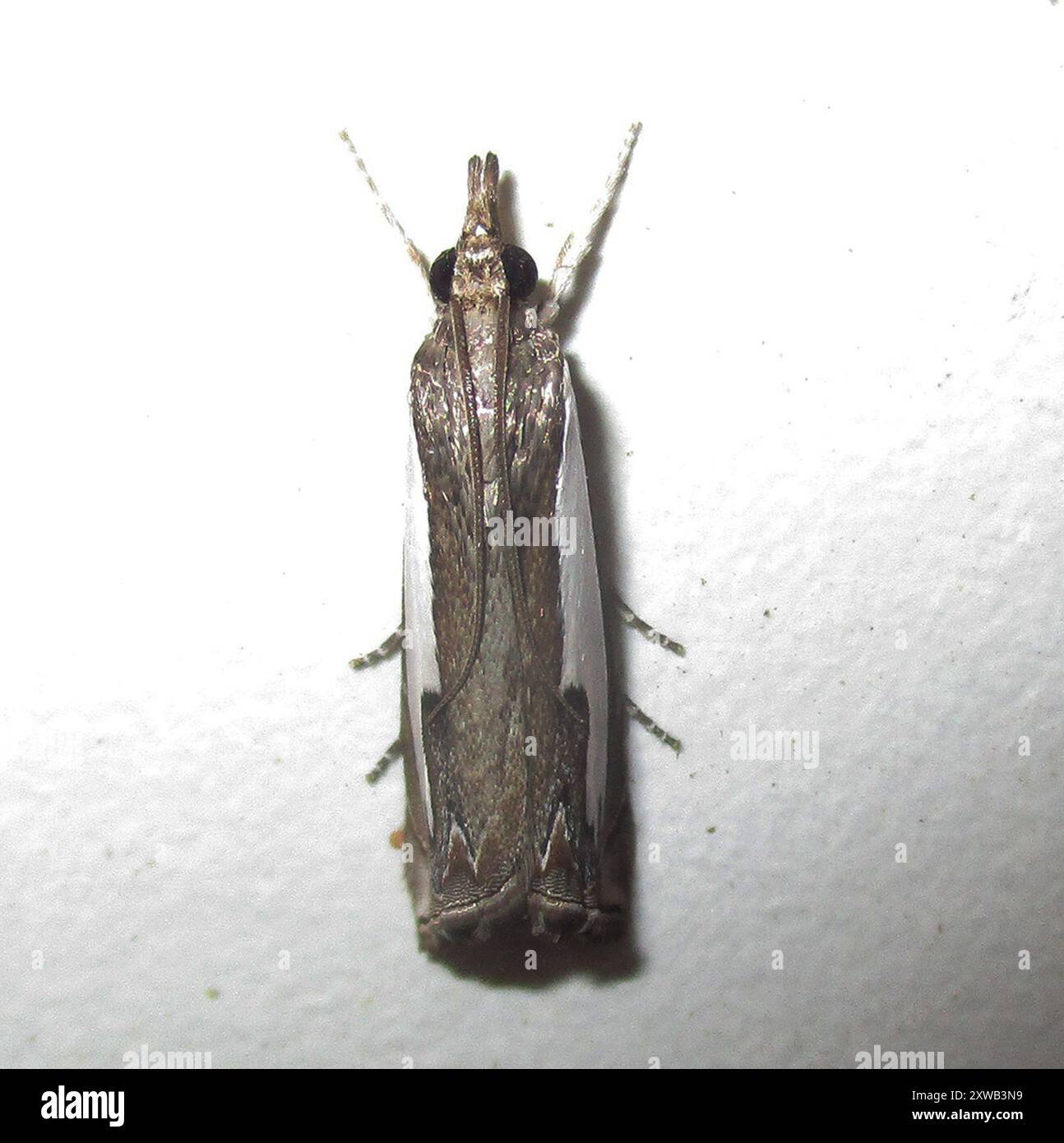 (Classeya quadricuspis) Insecta Stock Photo - Alamy