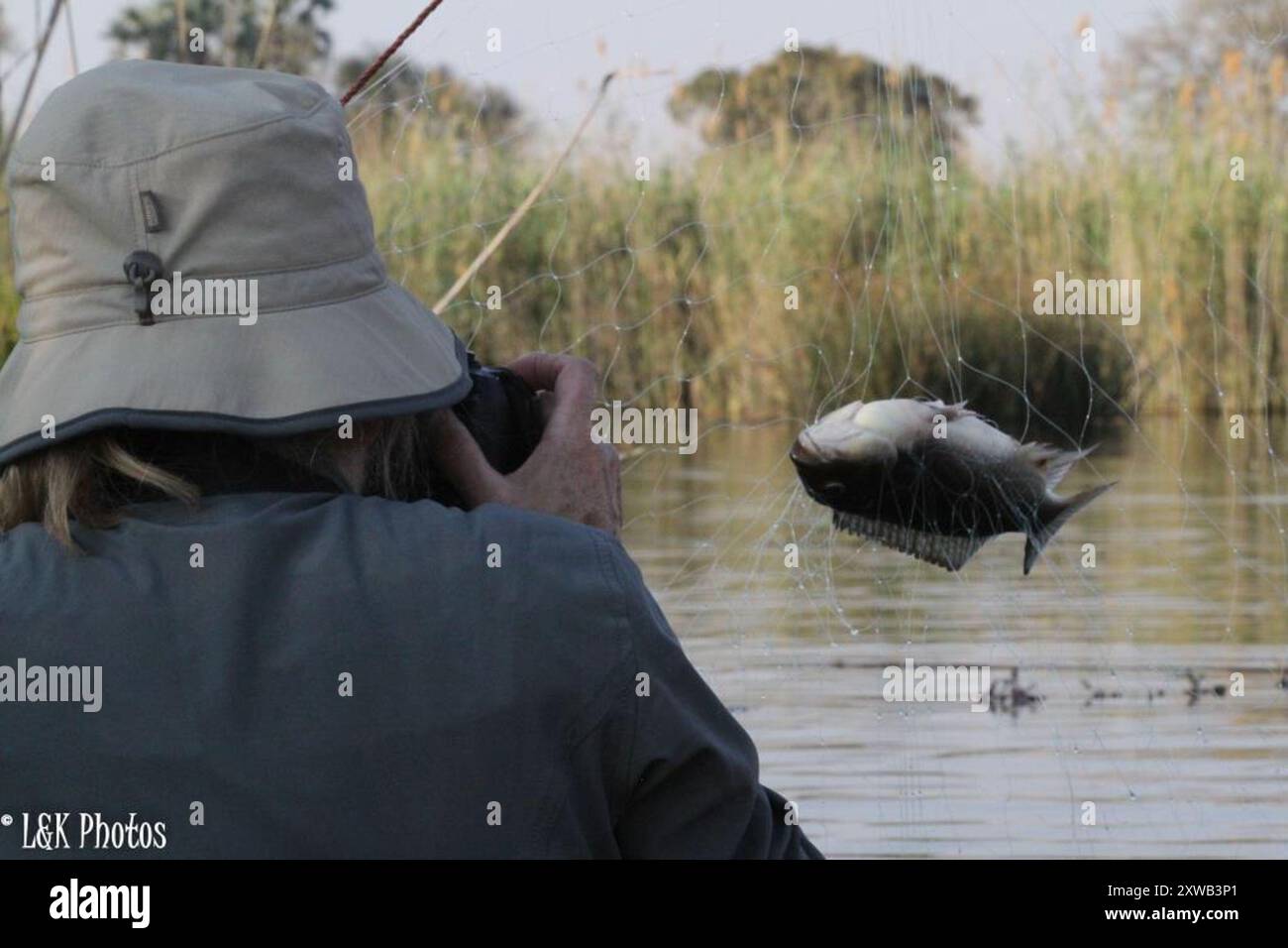 Redbreast Tilapia (Coptodon rendalli) Actinopterygii Stock Photo - Alamy