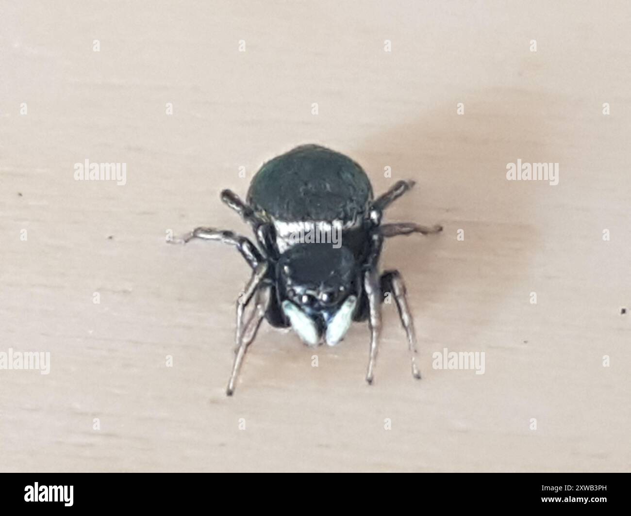 Sun Jumping Spiders (Heliophanus) Arachnida Stock Photo - Alamy