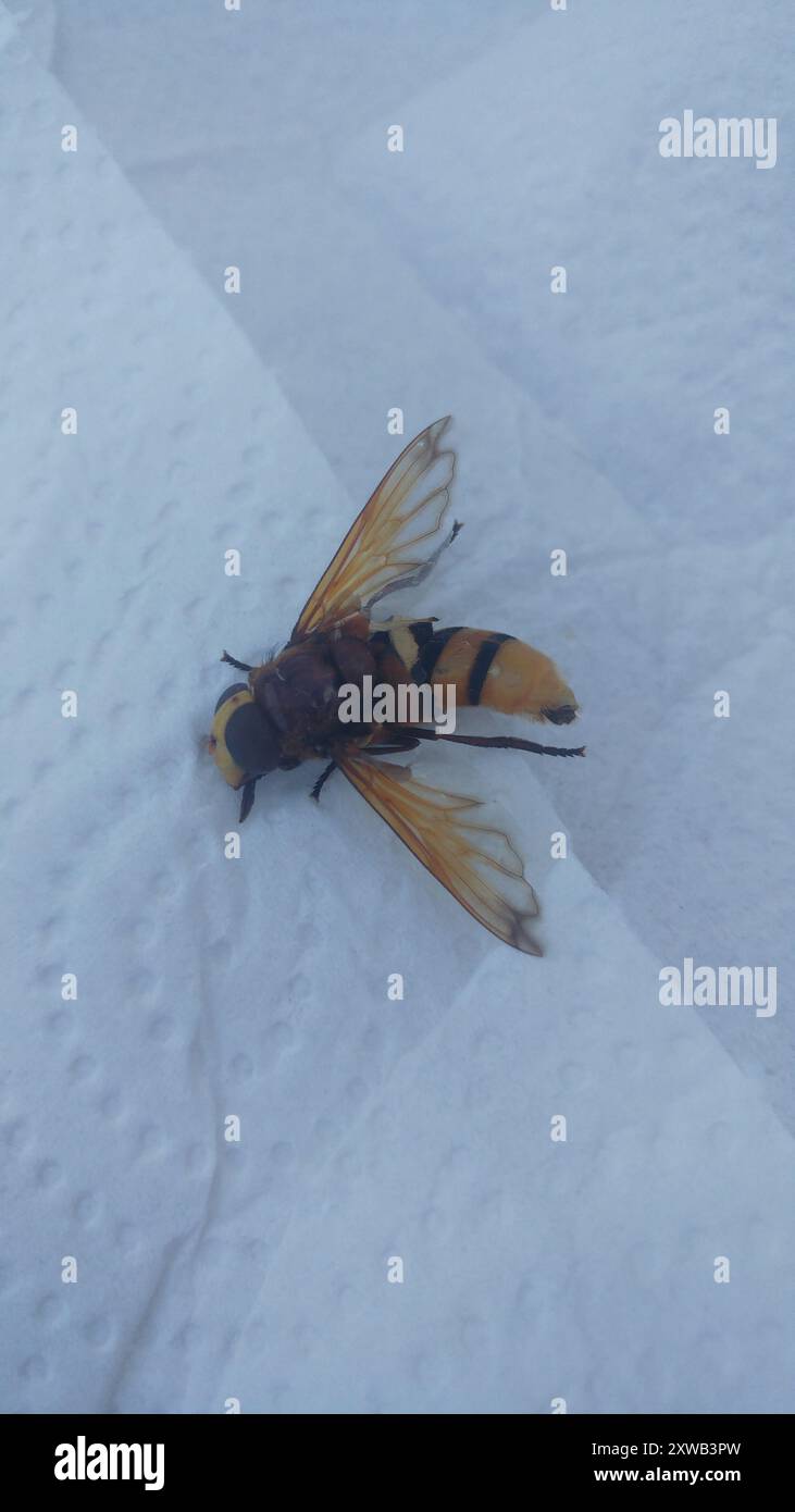 Hornet Mimic Hover Fly (Volucella zonaria) Insecta Stock Photo - Alamy