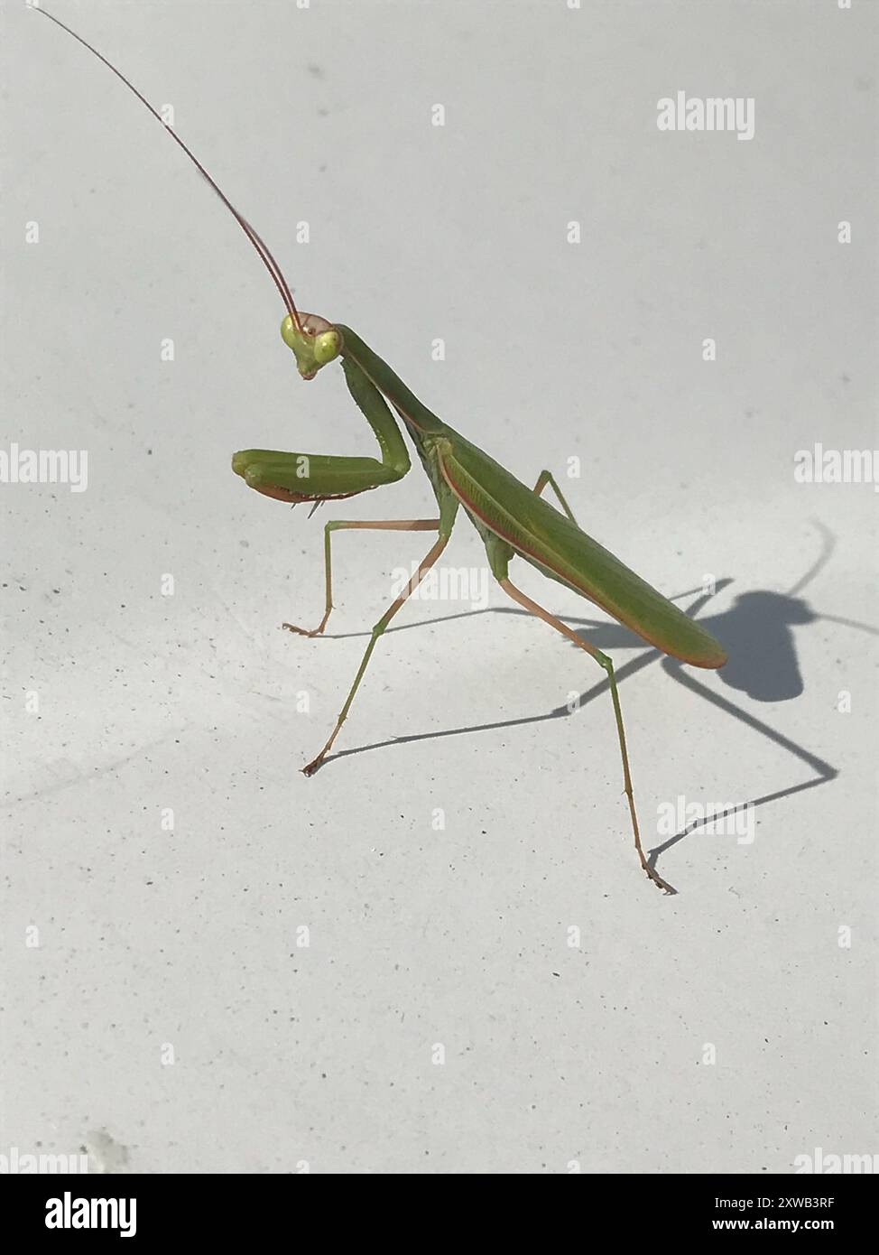 European Mantis (Mantis religiosa) Insecta Stock Photo - Alamy