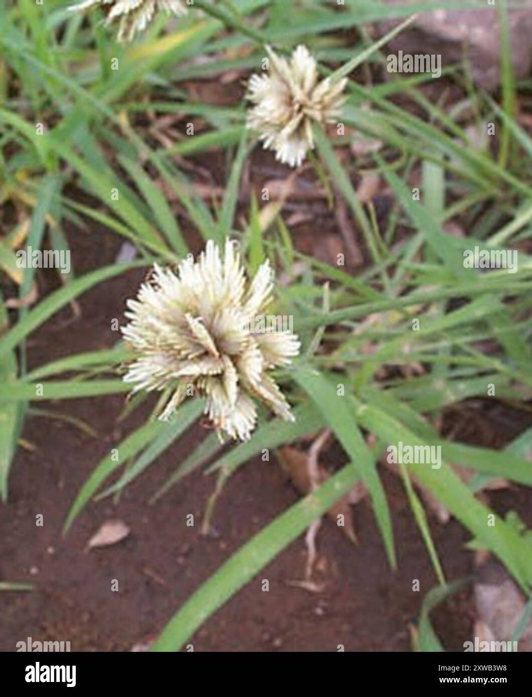snow white sedge (Cyperus niveus) Plantae Stock Photo - Alamy