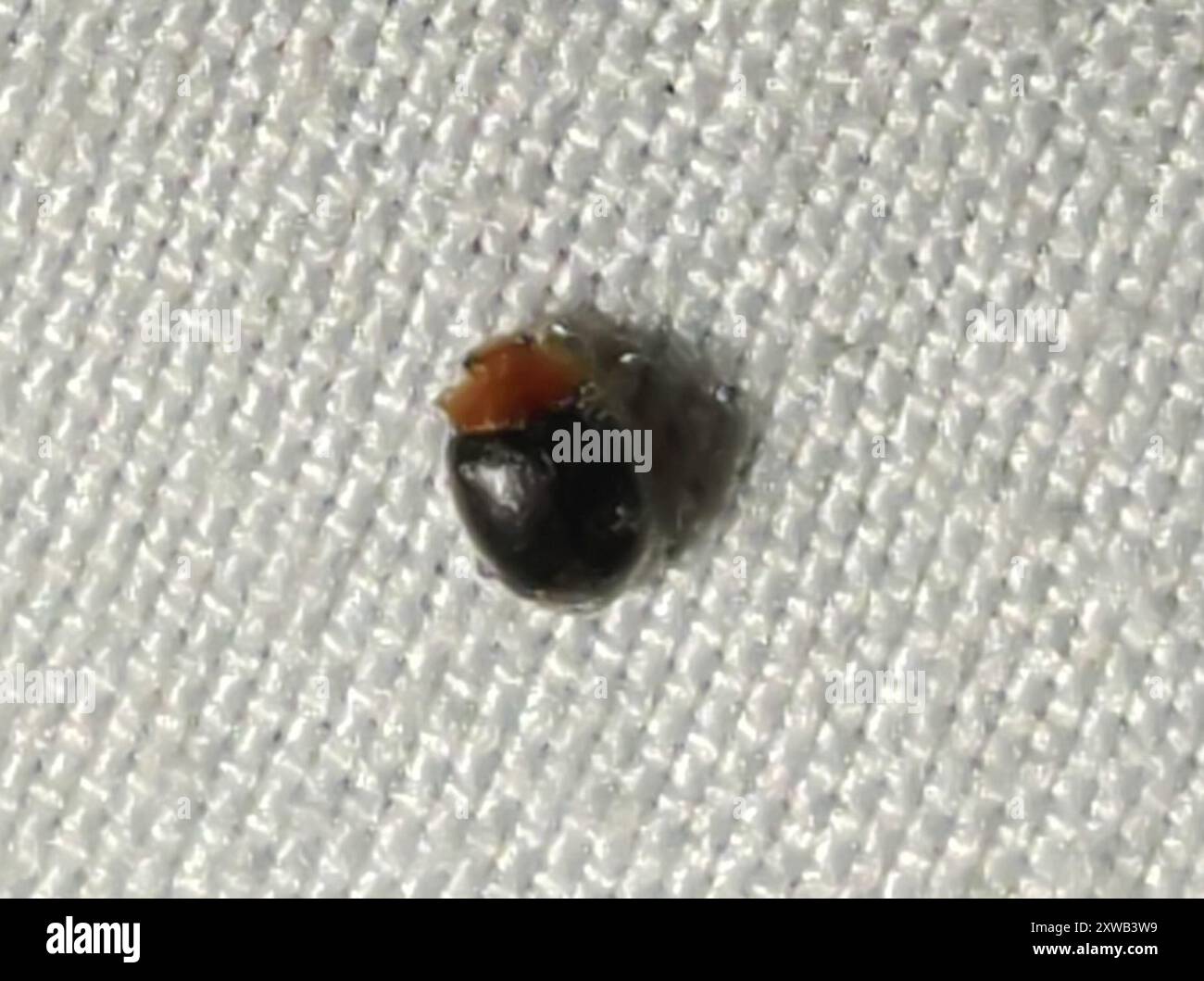 Mealybug Destroyer (Cryptolaemus montrouzieri) Insecta Stock Photo - Alamy