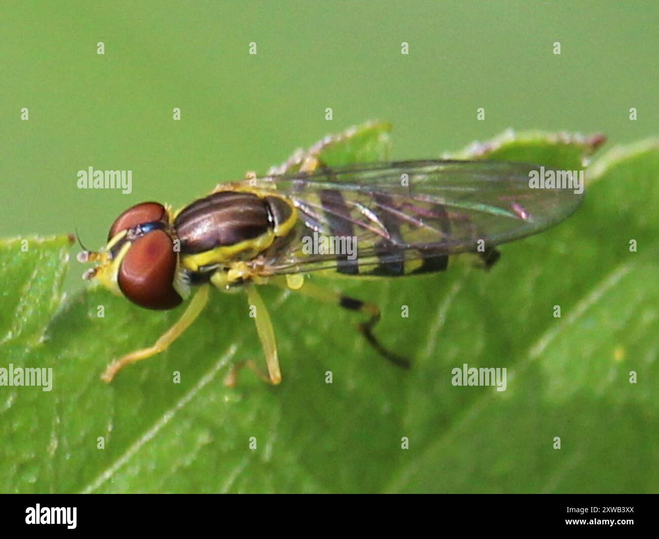 Eastern Calligrapher (Toxomerus geminatus) Insecta Stock Photo - Alamy