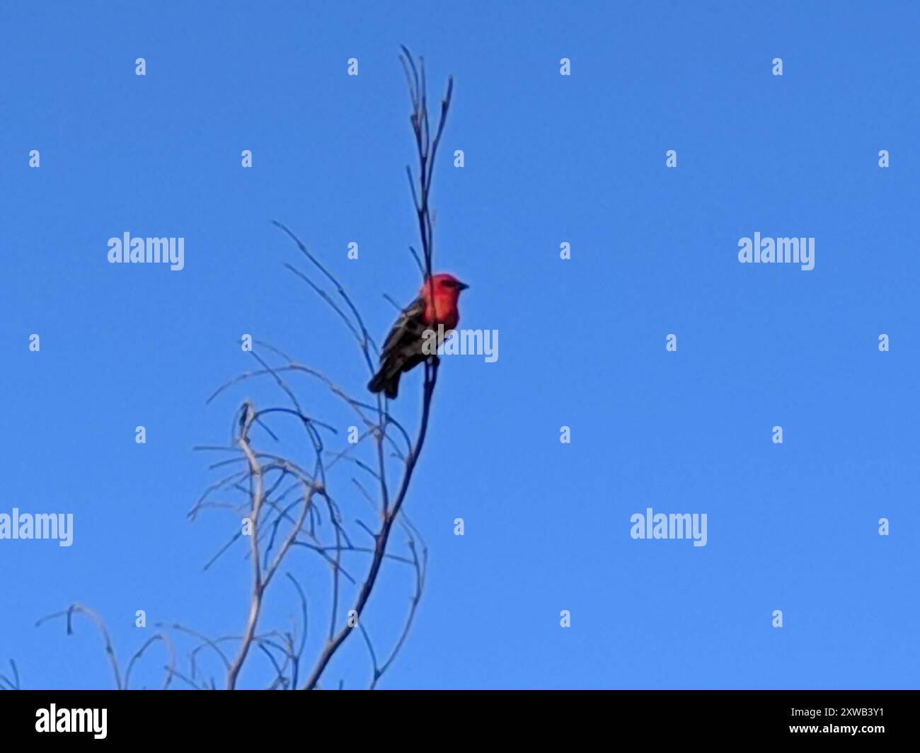 Red Fody (Foudia madagascariensis) Aves Stock Photo - Alamy