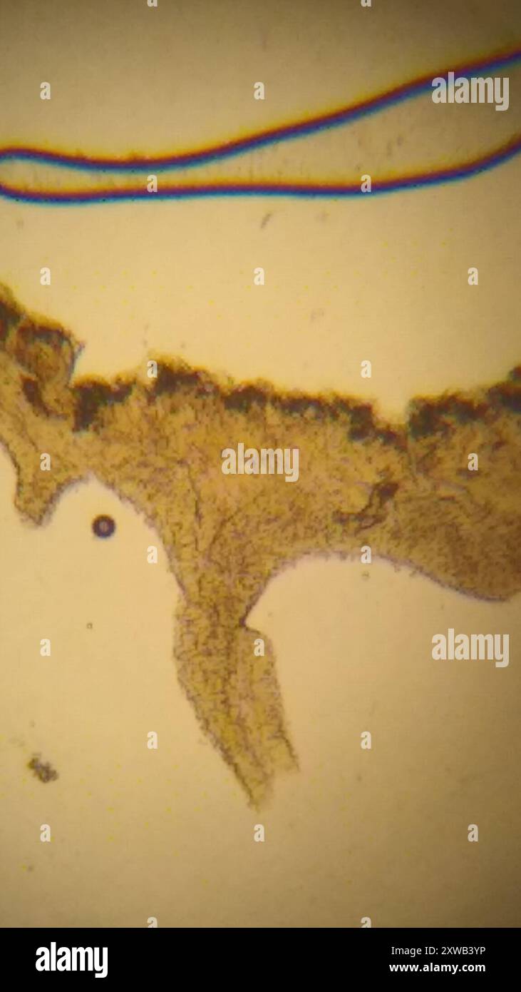 (Resinomycena rhododendri) Fungi Stock Photo - Alamy