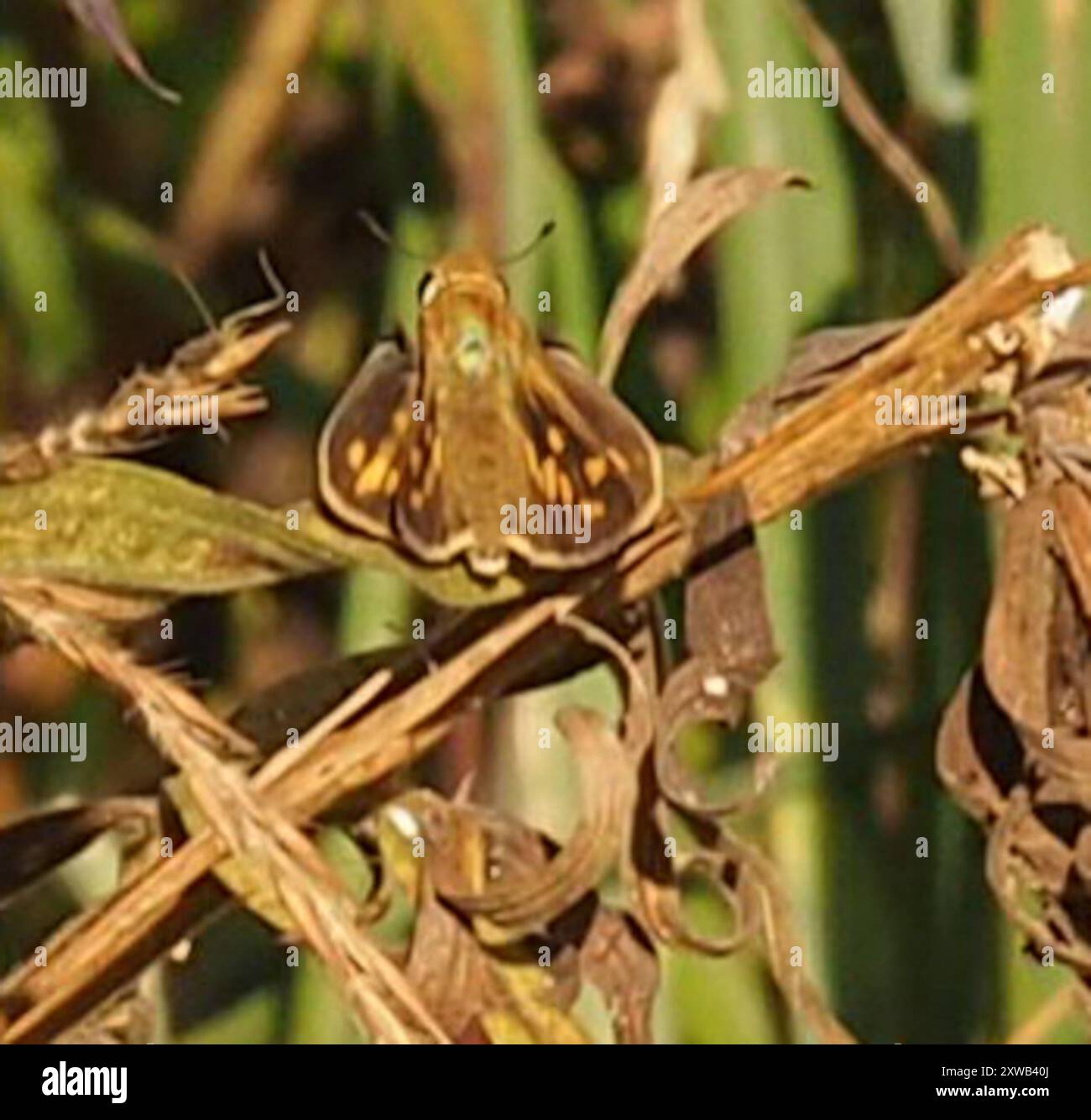 Fiery Skipper (Hylephila phyleus) Insecta Stock Photo - Alamy