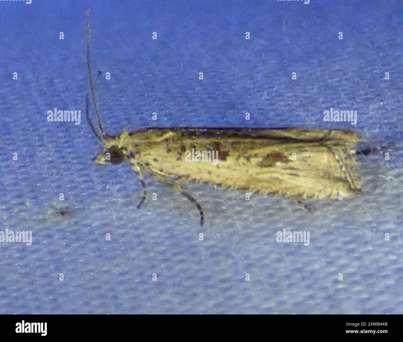 Javelin Moth (Bactra verutana) Insecta Stock Photo - Alamy