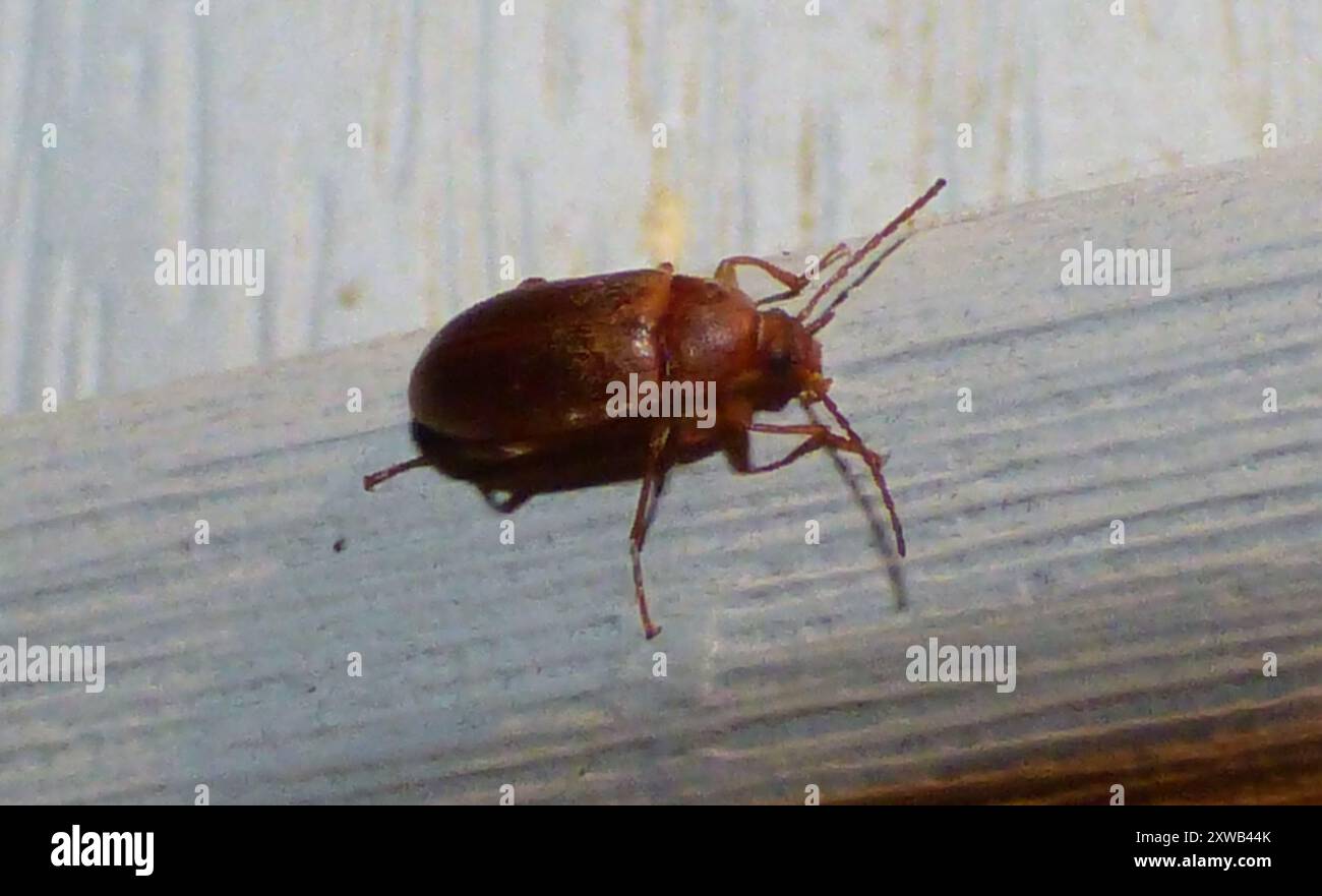 Comb-clawed Darkling Beetles (Alleculinae) Insecta Stock Photo - Alamy