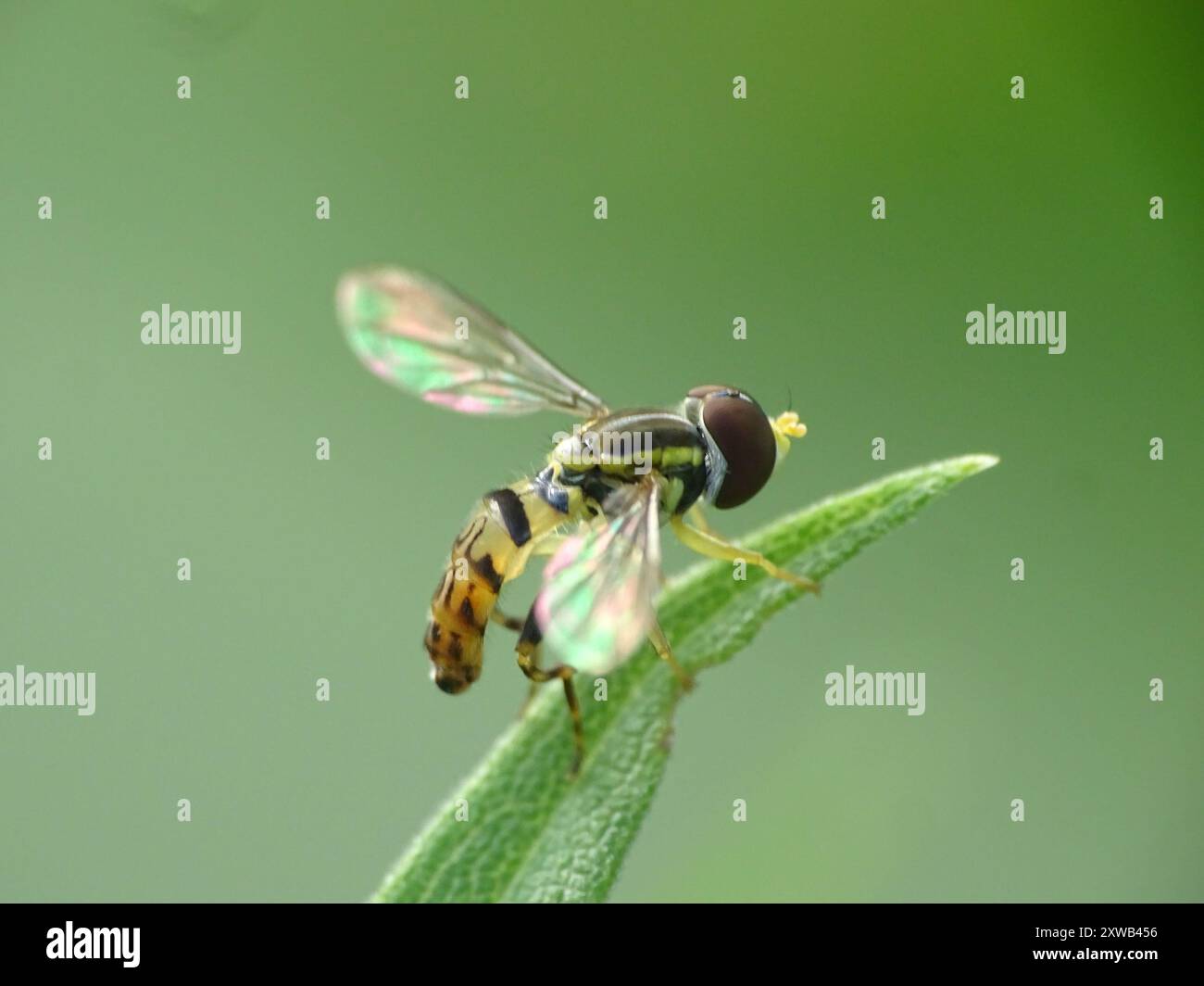 Eastern Calligrapher (Toxomerus geminatus) Insecta Stock Photo - Alamy