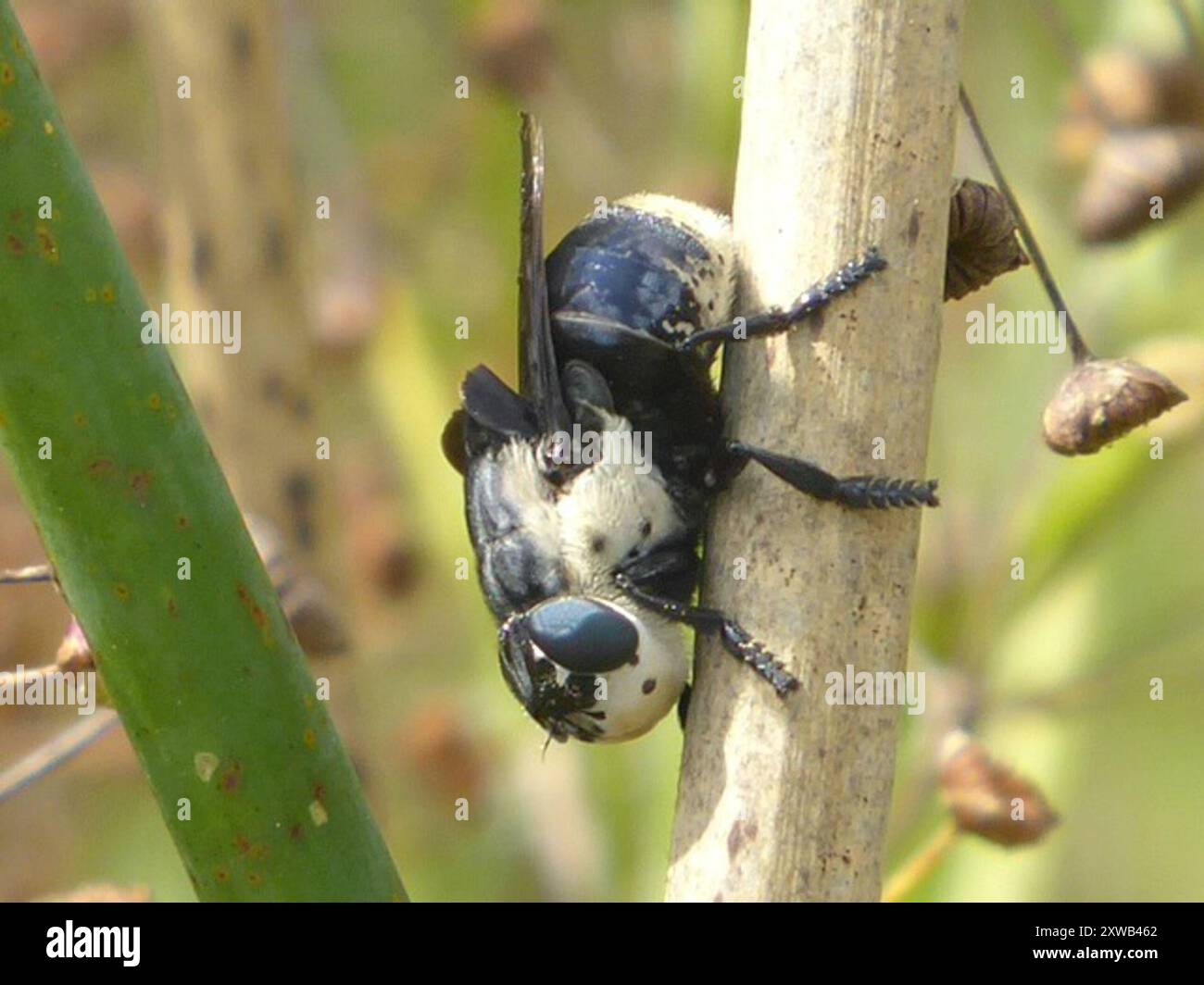 Cuterebra hi-res stock photography and images - Alamy