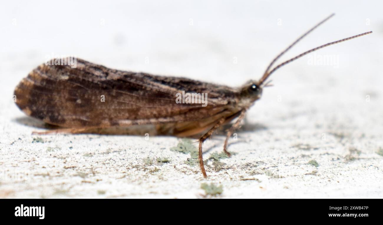 Giant Casemaker Caddisflies (Phryganeidae) Insecta Stock Photo - Alamy