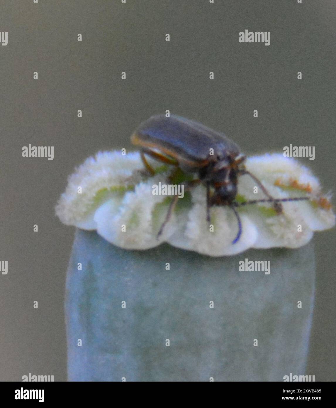 Water, Rove, Scarab, Long-horned, Leaf, and Snout Beetles (Polyphaga ...