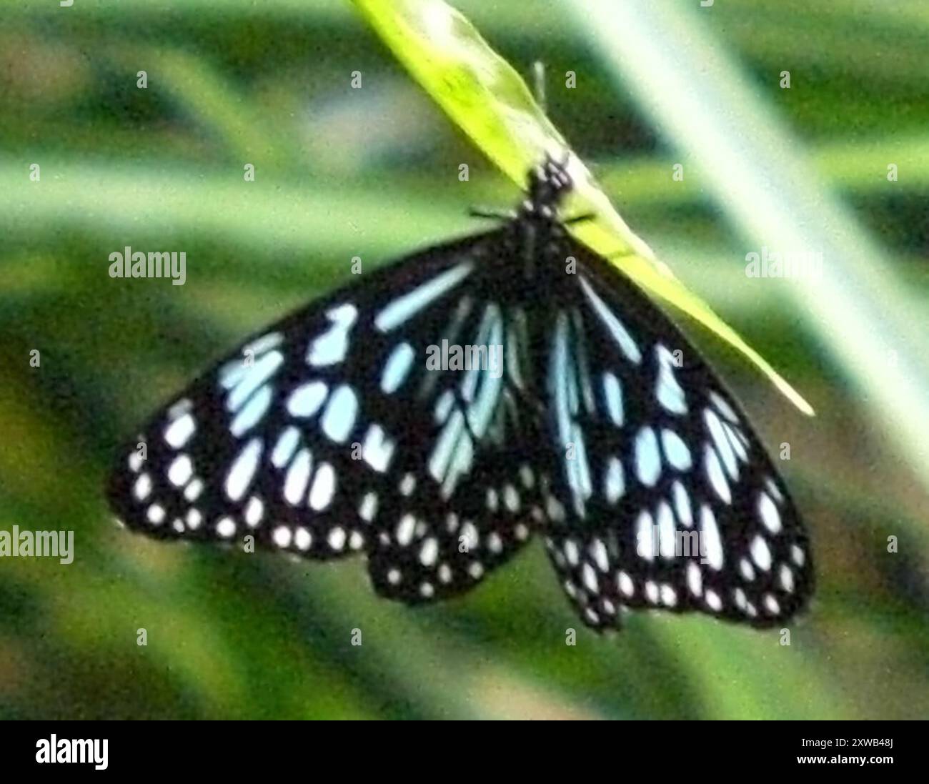 Blue Wanderer (Tirumala hamata) Insecta Stock Photo - Alamy