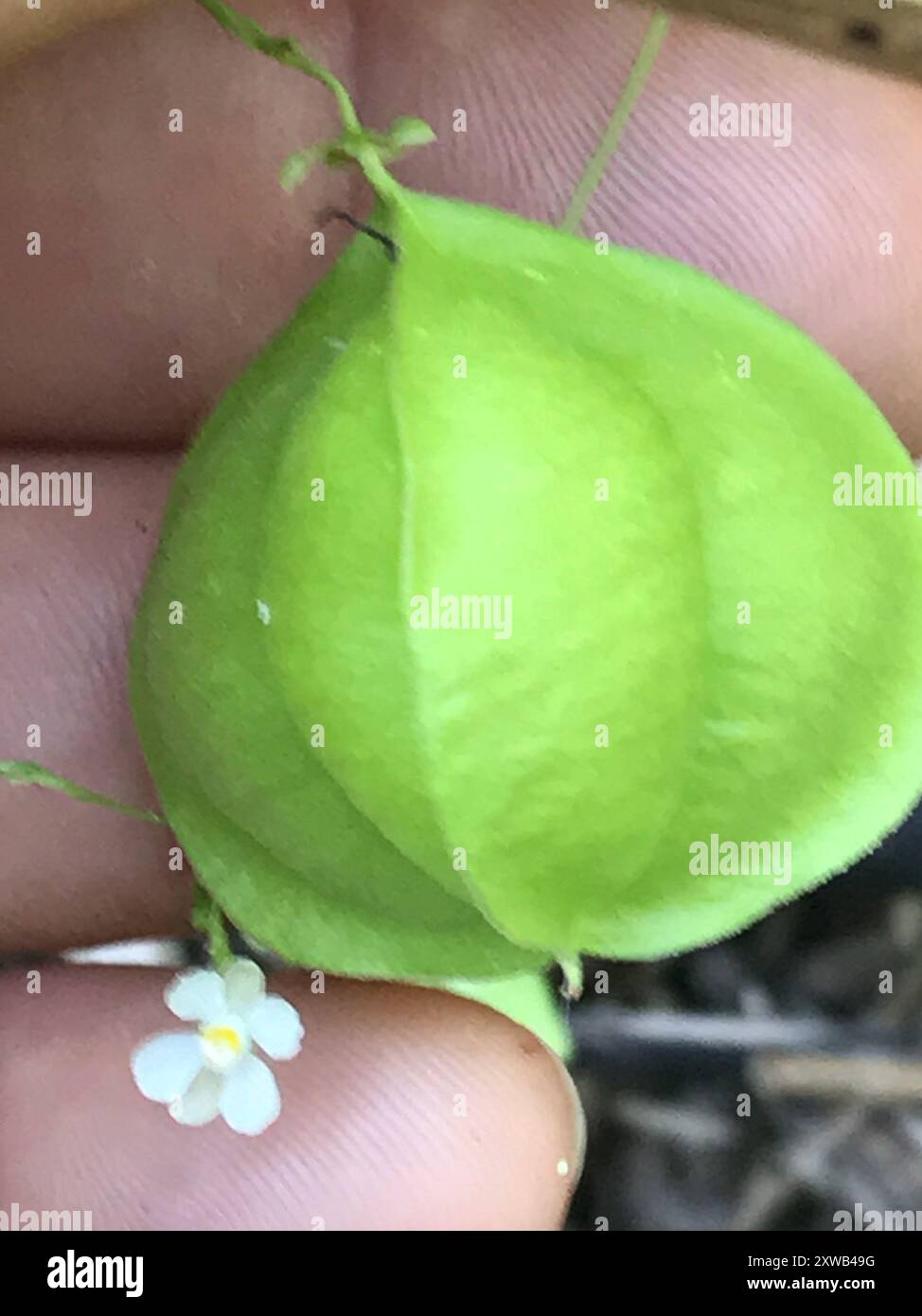 Lesser Balloon Vine (Cardiospermum halicacabum) Plantae Stock Photo - Alamy