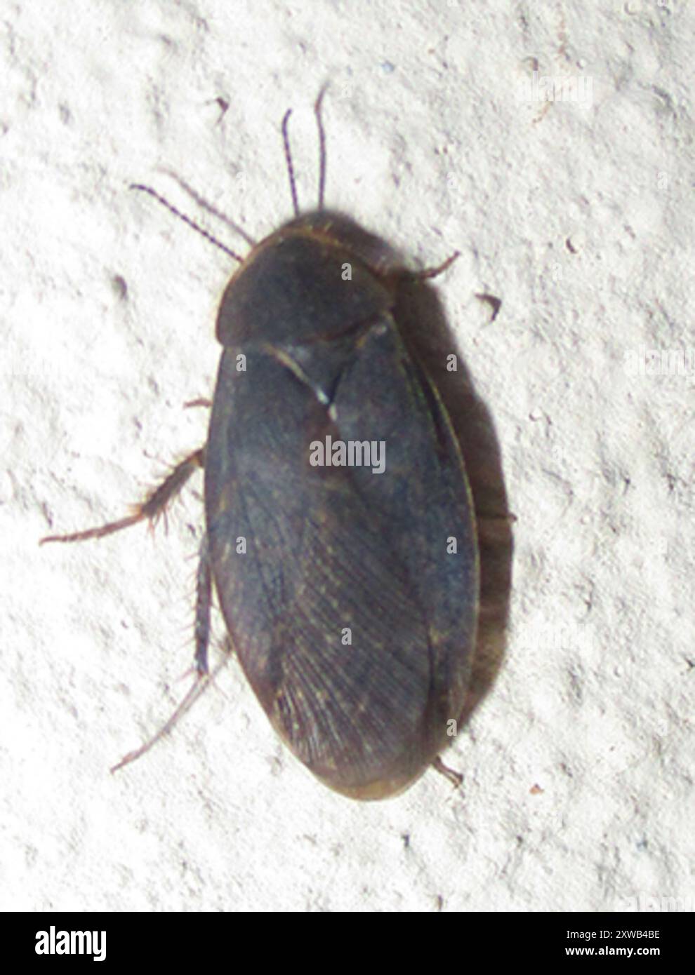 Sand Cockroaches (Corydiidae) Insecta Stock Photo - Alamy