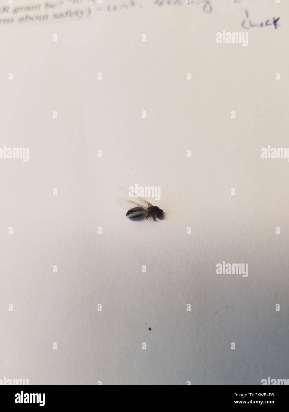 Acrobat Ants and Cocktail Ants (Crematogaster) Insecta Stock Photo - Alamy