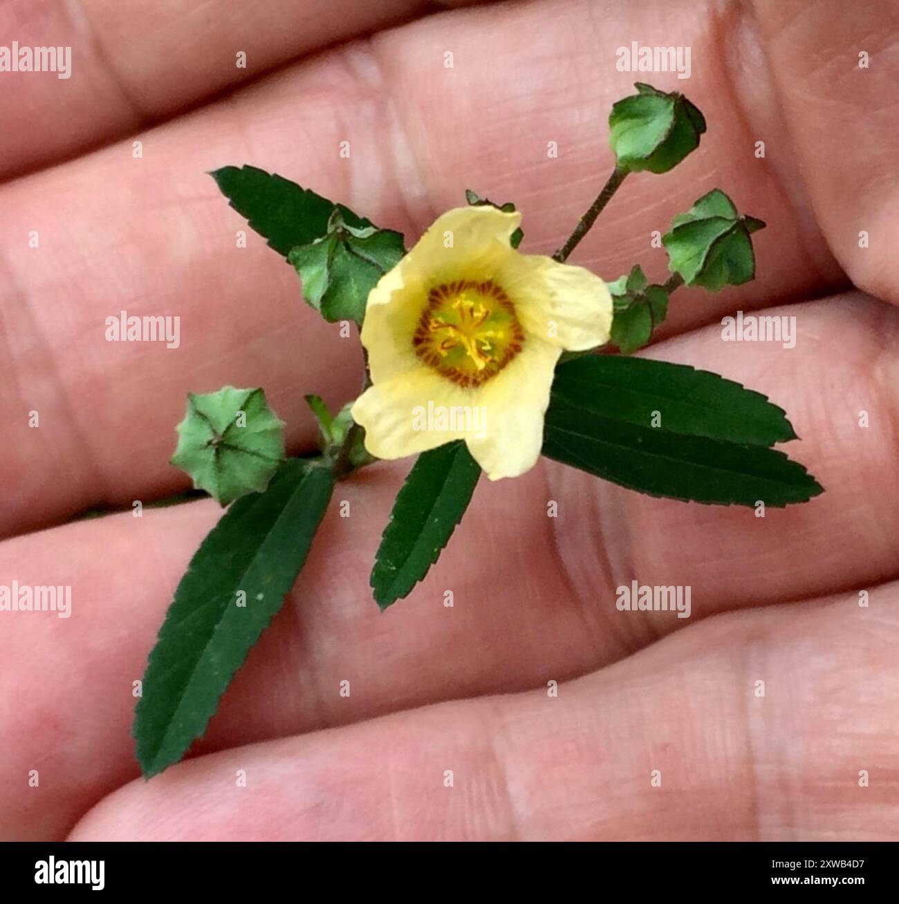 Cuban jute (Sida rhombifolia) Plantae Stock Photo - Alamy