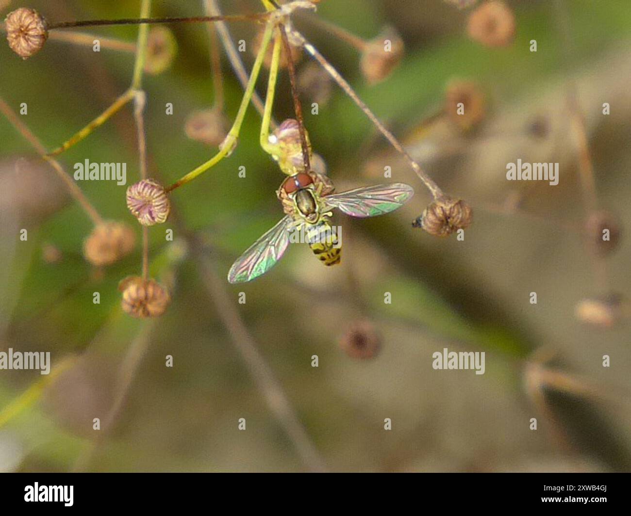 Eastern Calligrapher (Toxomerus geminatus) Insecta Stock Photo - Alamy