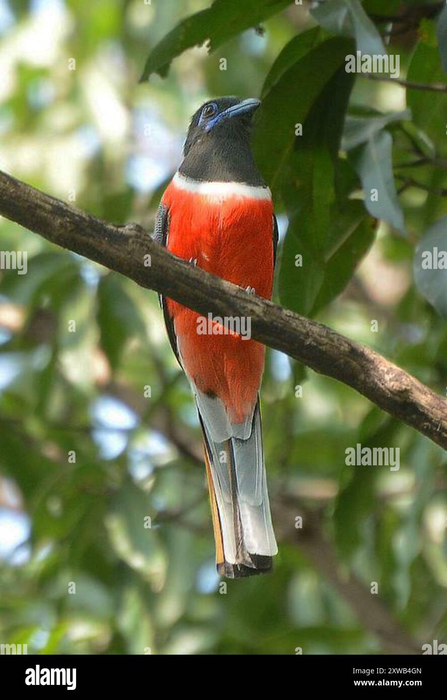 Common Malabar trogon (Harpactes fasciatus malabaricus) Aves Stock ...