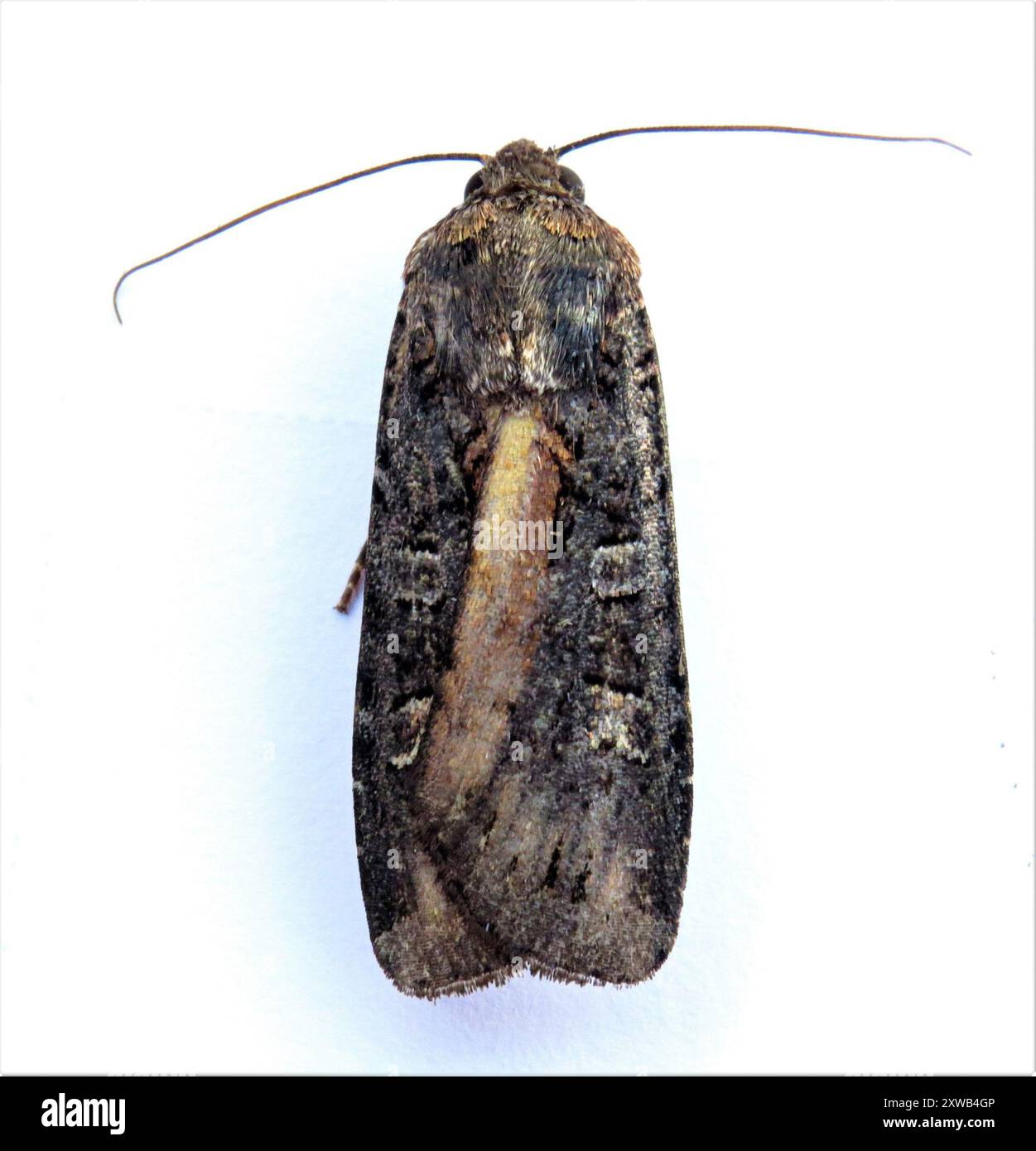 Finnish Dart (Actebia fennica) Insecta Stock Photo - Alamy