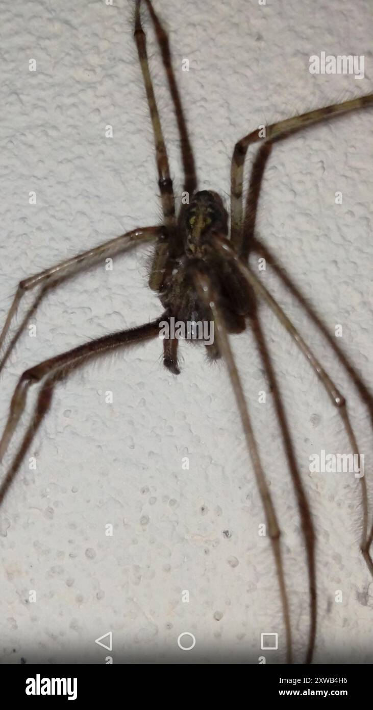 Cardinal spider hi-res stock photography and images - Alamy