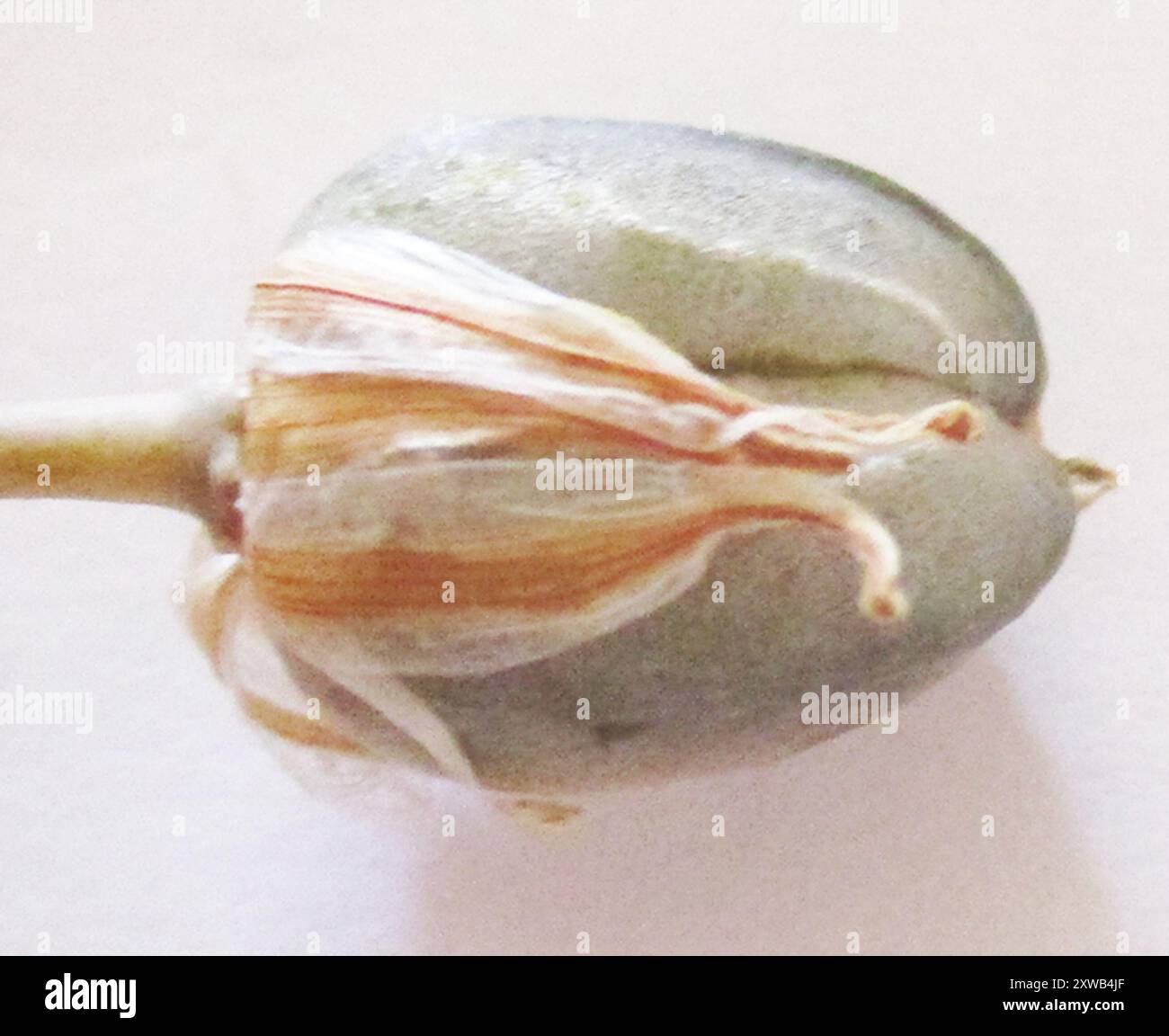 Thick Slime-lily (Albuca setosa) Plantae Stock Photo - Alamy