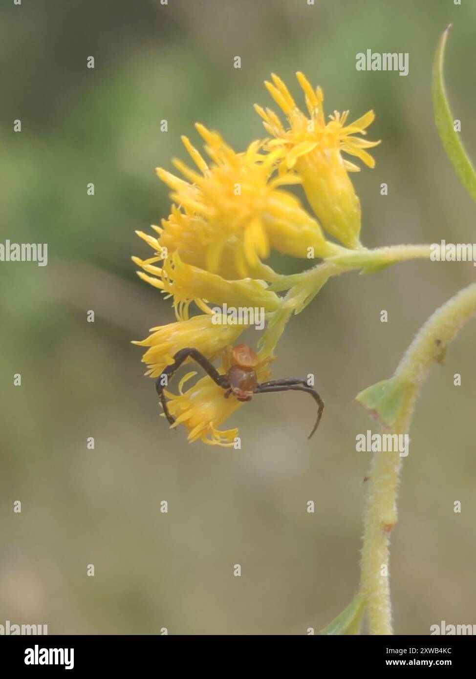 White-banded Crab Spider (Misumenoides formosipes) Arachnida Stock ...