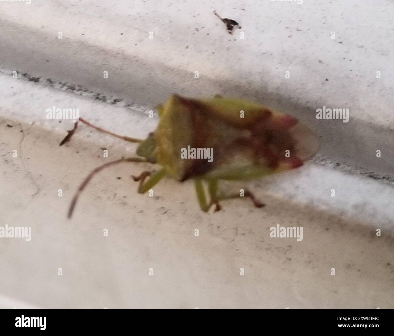Red cross shield bug hi-res stock photography and images - Alamy