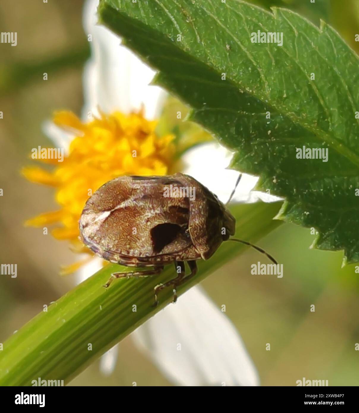 (Homaemus proteus) Insecta Stock Photo - Alamy