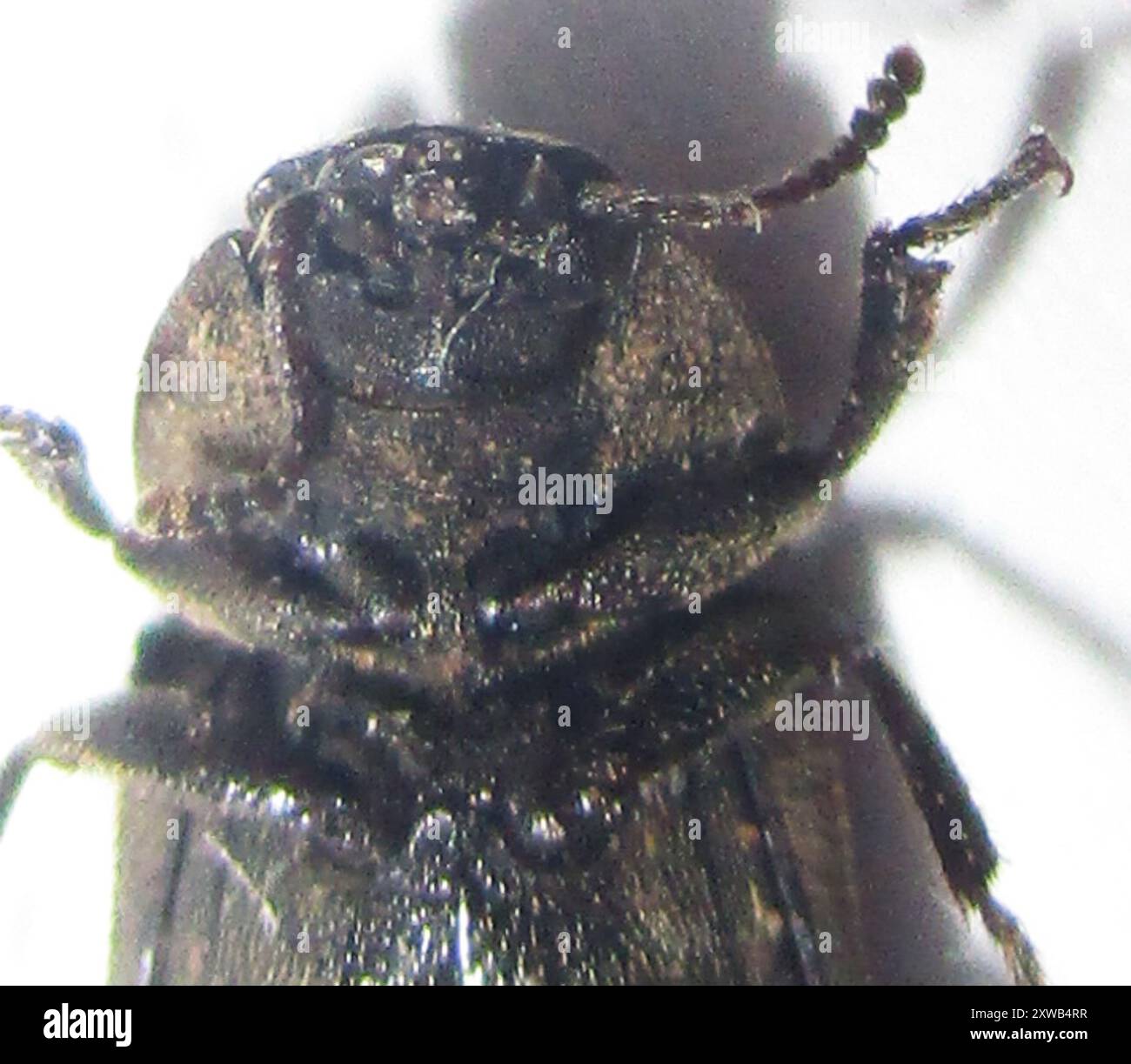Dusty Surface Beetles (Gonocephalum) Insecta Stock Photo - Alamy