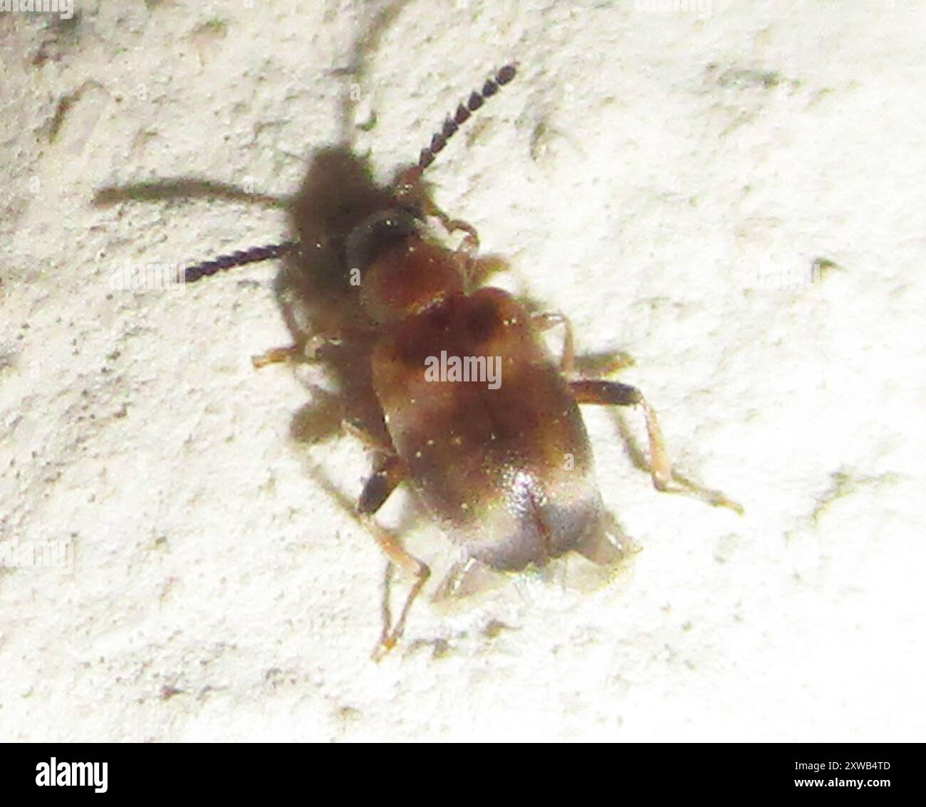 Ant-like Leaf Beetles (Aderidae) Insecta Stock Photo - Alamy