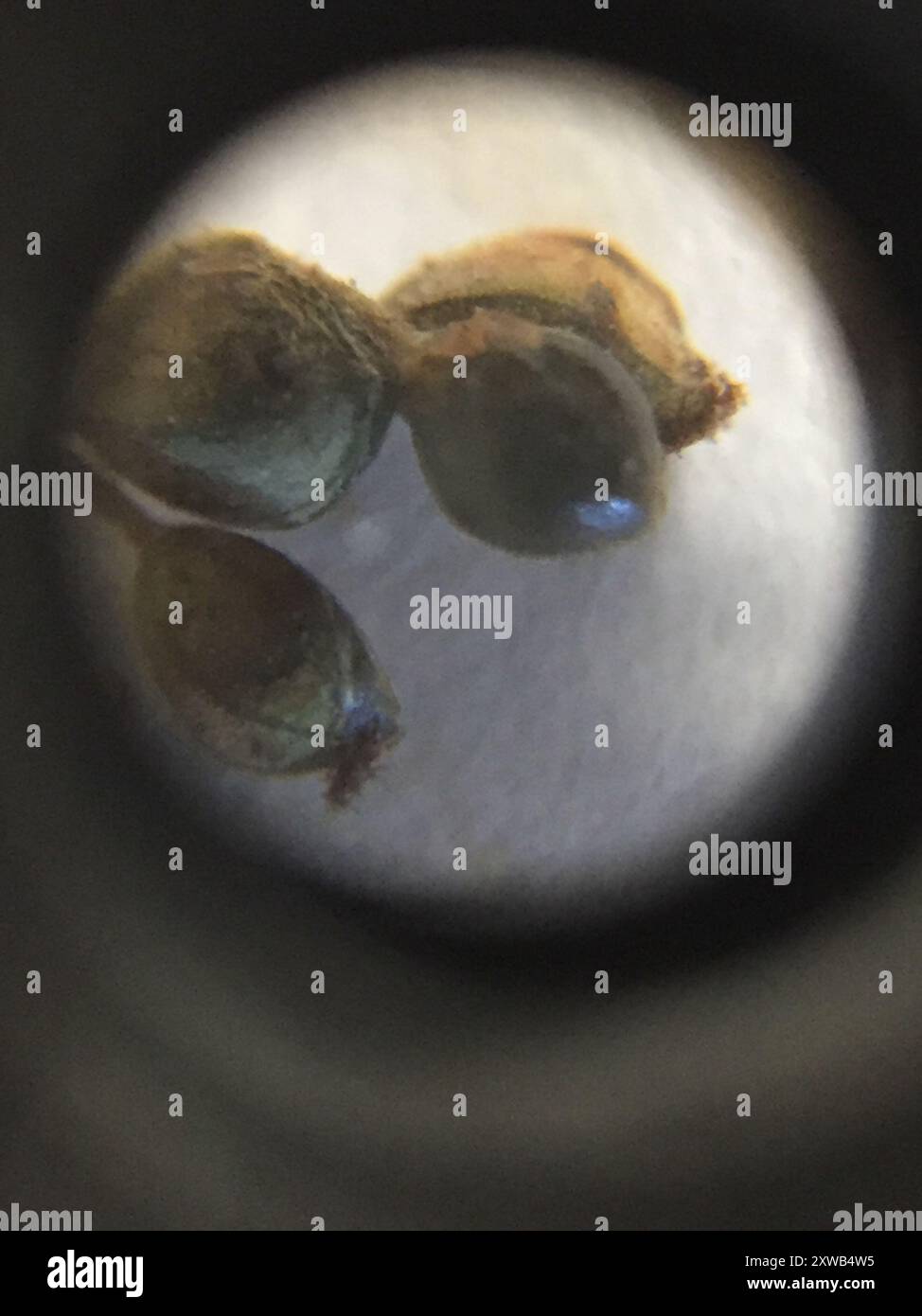 bull crowngrass (Paspalum boscianum) Plantae Stock Photo - Alamy