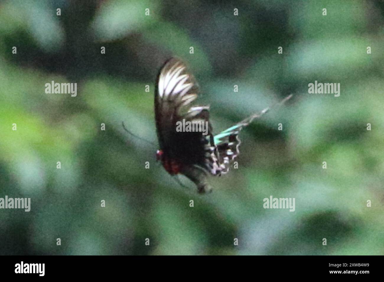 Rajah brooke's birdwing hi-res stock photography and images - Alamy