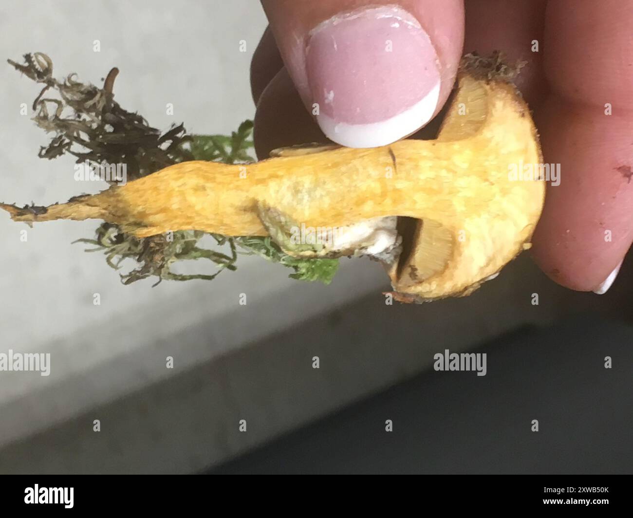 Slippery Jill (Suillus salmonicolor) Fungi Stock Photo - Alamy