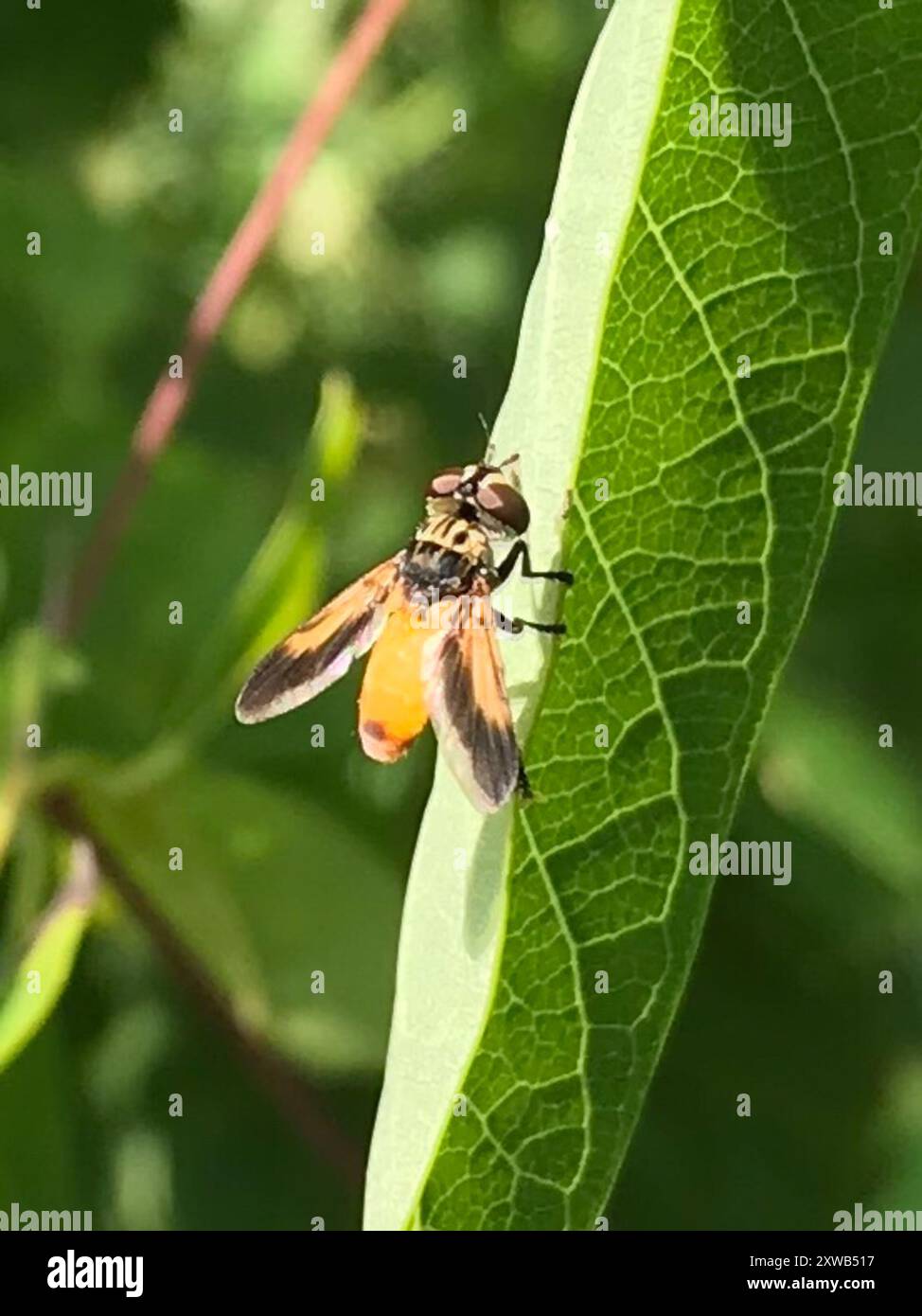Feather legged fly trichopoda pennipes hi-res stock photography and ...