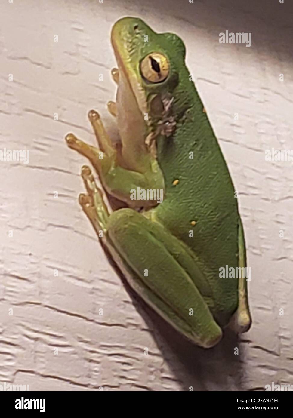 Green Treefrog (Hyla cinerea) Amphibia Stock Photo - Alamy
