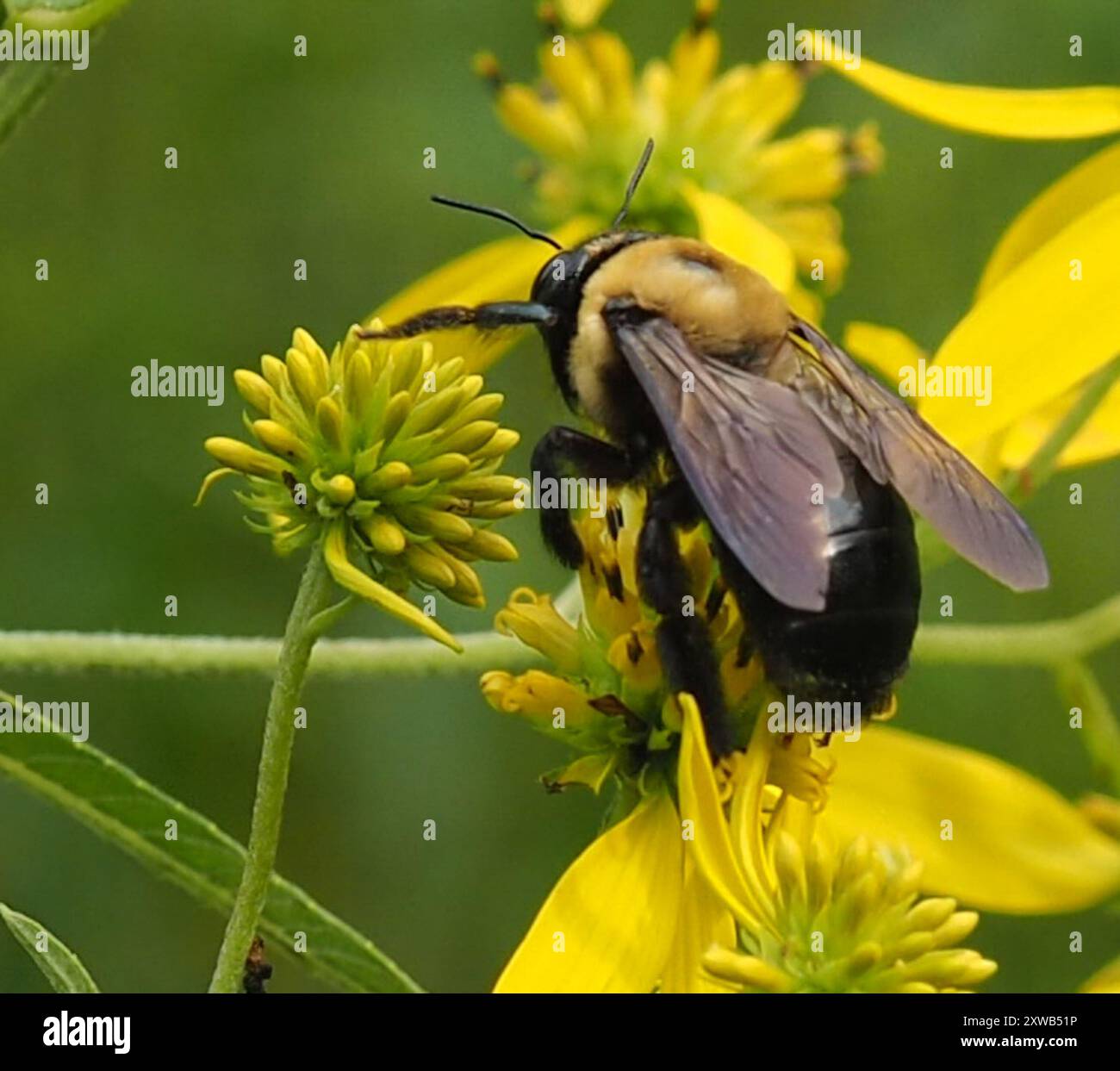 Eastern Carpenter Bee (Xylocopa virginica) Insecta Stock Photo - Alamy