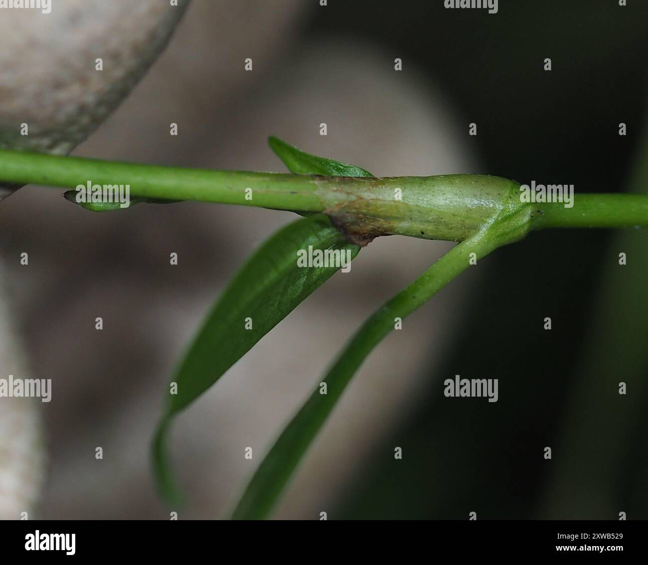 Dotted Smartweed (Persicaria punctata) Plantae Stock Photo - Alamy