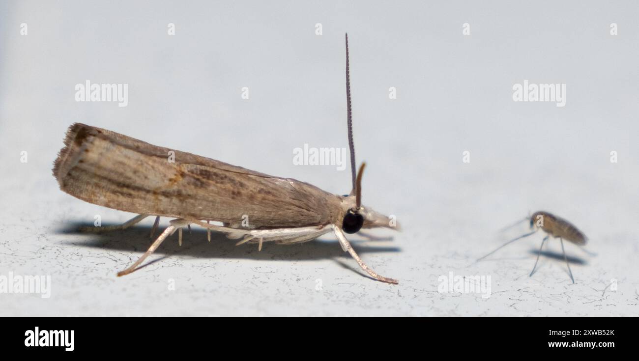 Bluegrass Webworm Moth (Parapediasia teterrellus) Insecta Stock Photo ...