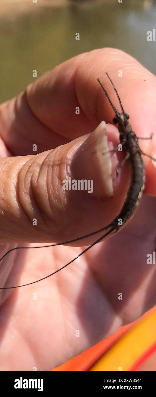 Giant Mayfly (Hexagenia limbata) Insecta Stock Photo - Alamy