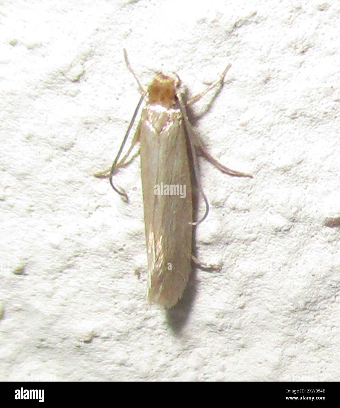 Fungus Moths, Clothes Moths, & Allies (Tineidae) Insecta Stock Photo ...