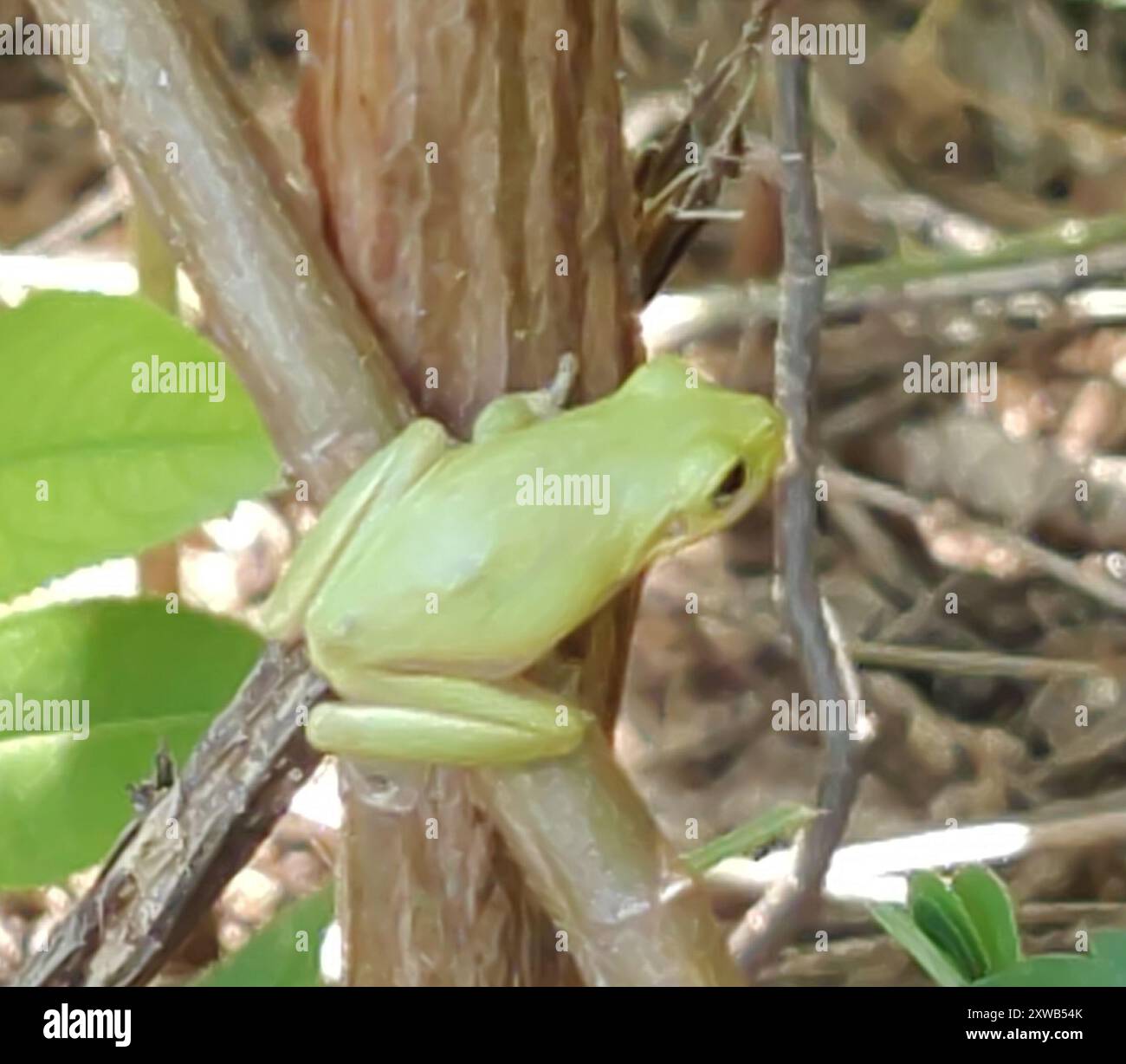 Squirrel Treefrog (Hyla squirella) Amphibia Stock Photo - Alamy