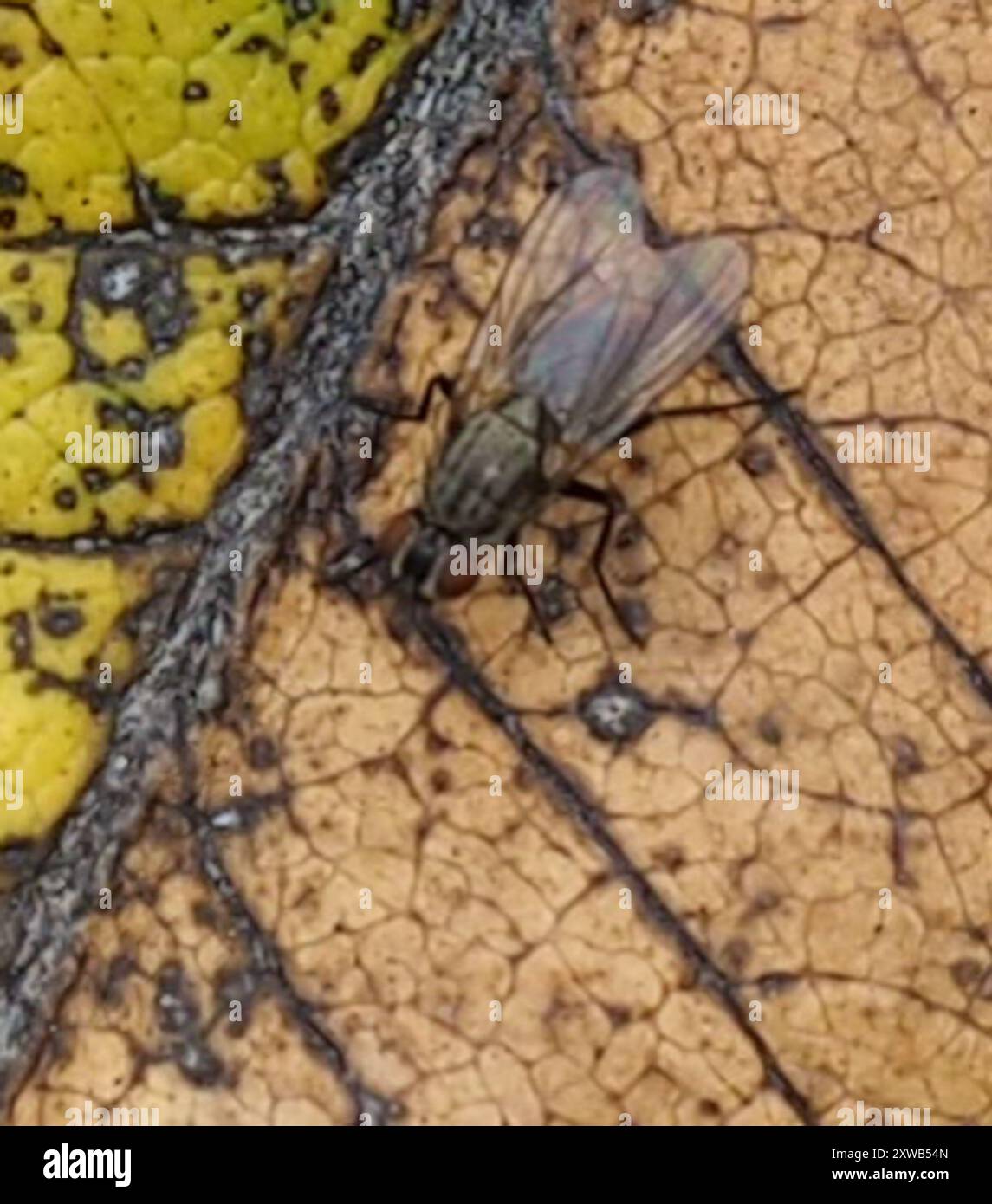 Muscoid Flies (Muscoidea) Insecta Stock Photo - Alamy