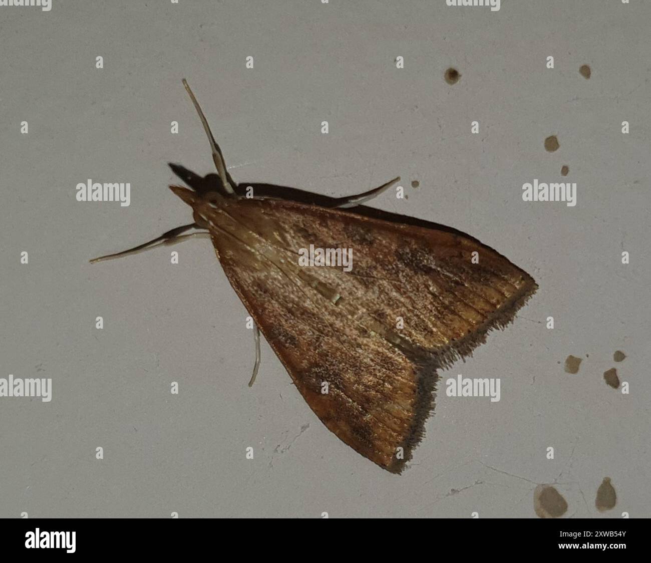 Rusty dot pearl hi-res stock photography and images - Alamy