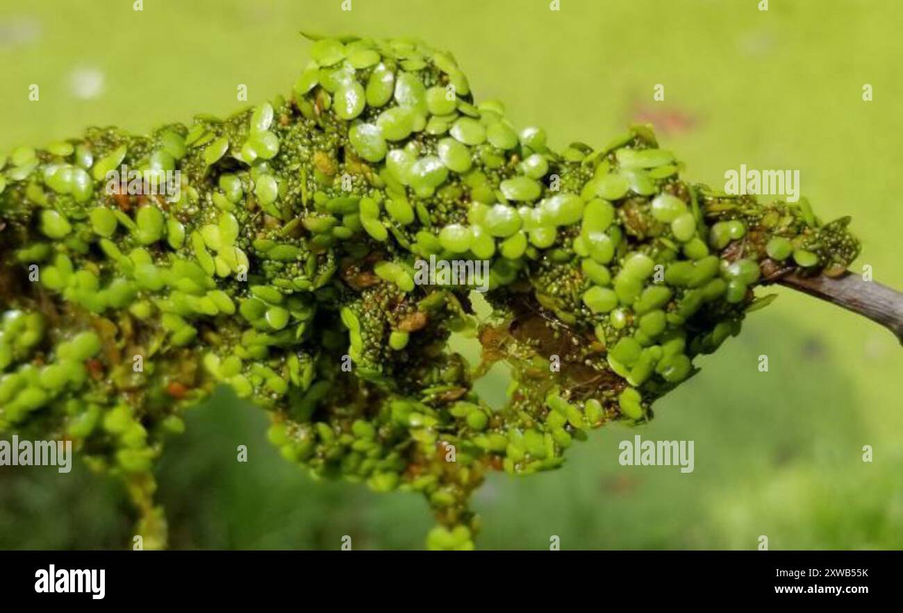 duckweeds (Lemnoideae) Plantae Stock Photo - Alamy